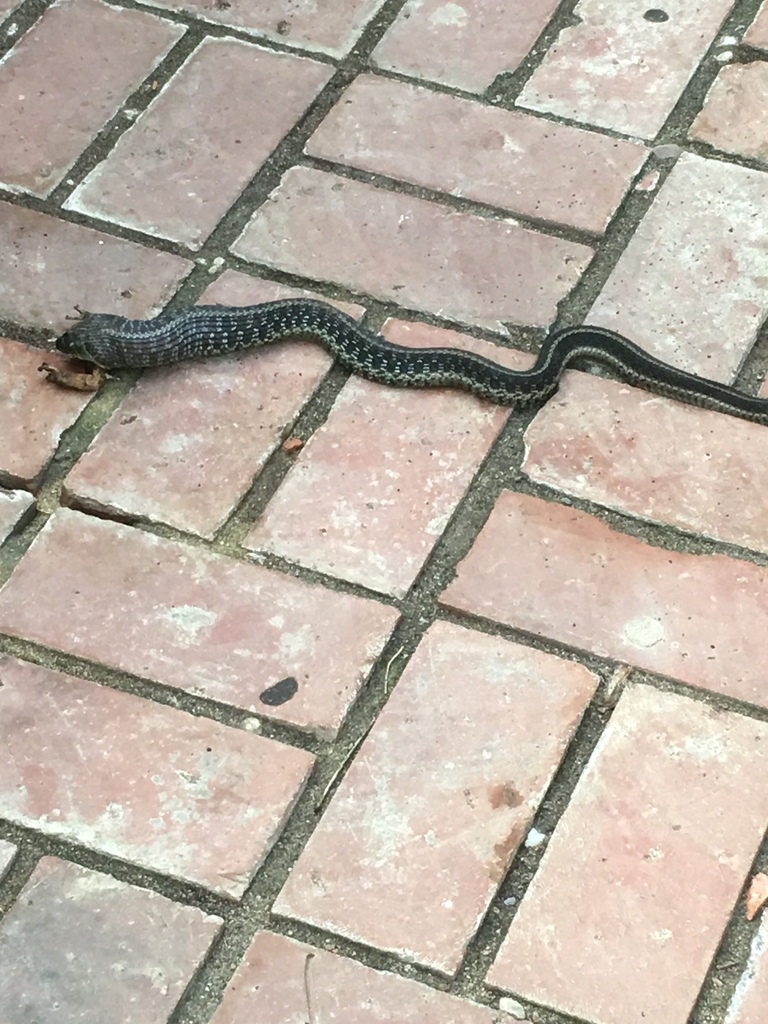 Eastern Garter Snake from Lancaster Pike, Hockessin, DE, US on August ...