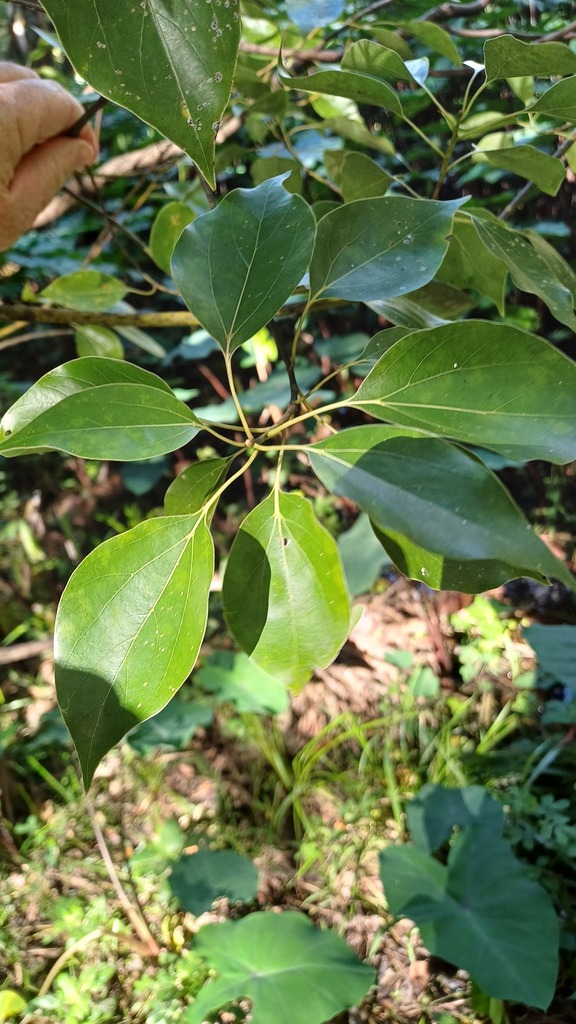 Camphor from Brisbane QLD, Australia on April 11, 2025 at 09:26 AM by ...