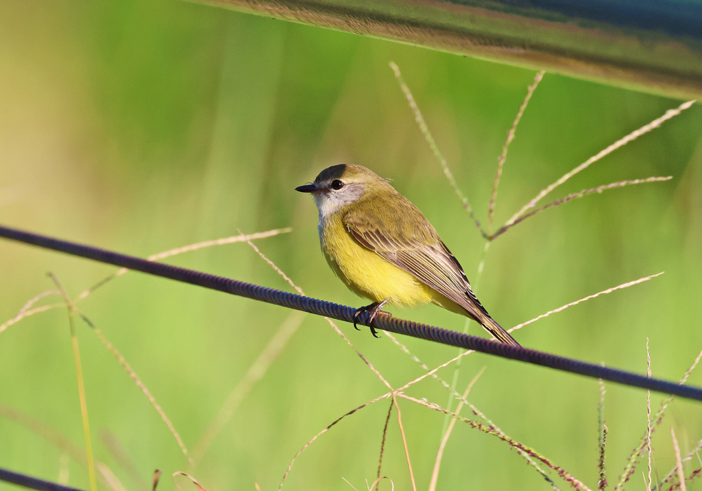 Lemon-bellied Flyrobin from Darwin NT, Australia on April 10, 2025 at ...