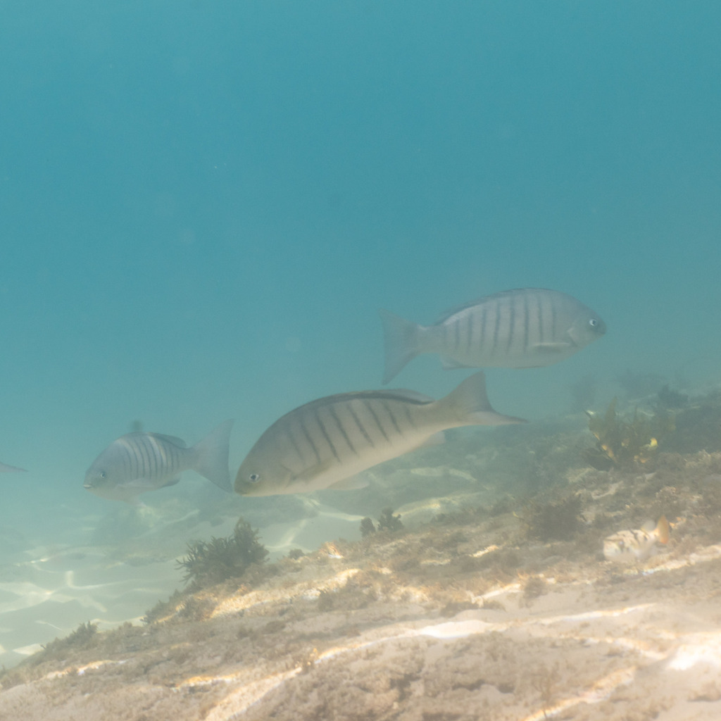 Luderick from Bega Valley, AU-NS, AU on April 11, 2025 at 10:12 AM by ...