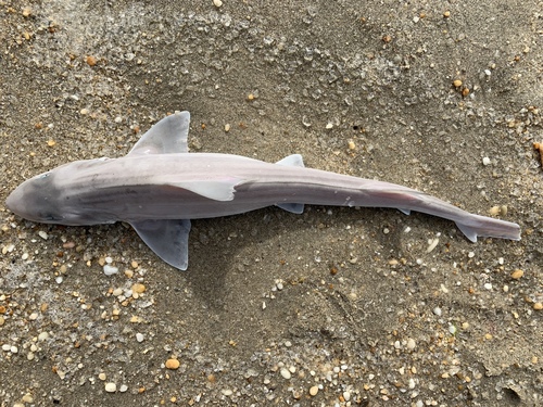 Dusky Smooth-hound (Fishes of Sarasota County, Fl) · iNaturalist