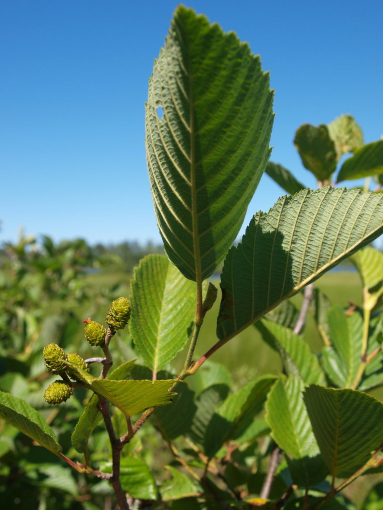 speckled alder (Forest Lodge Nature Trail) · iNaturalist
