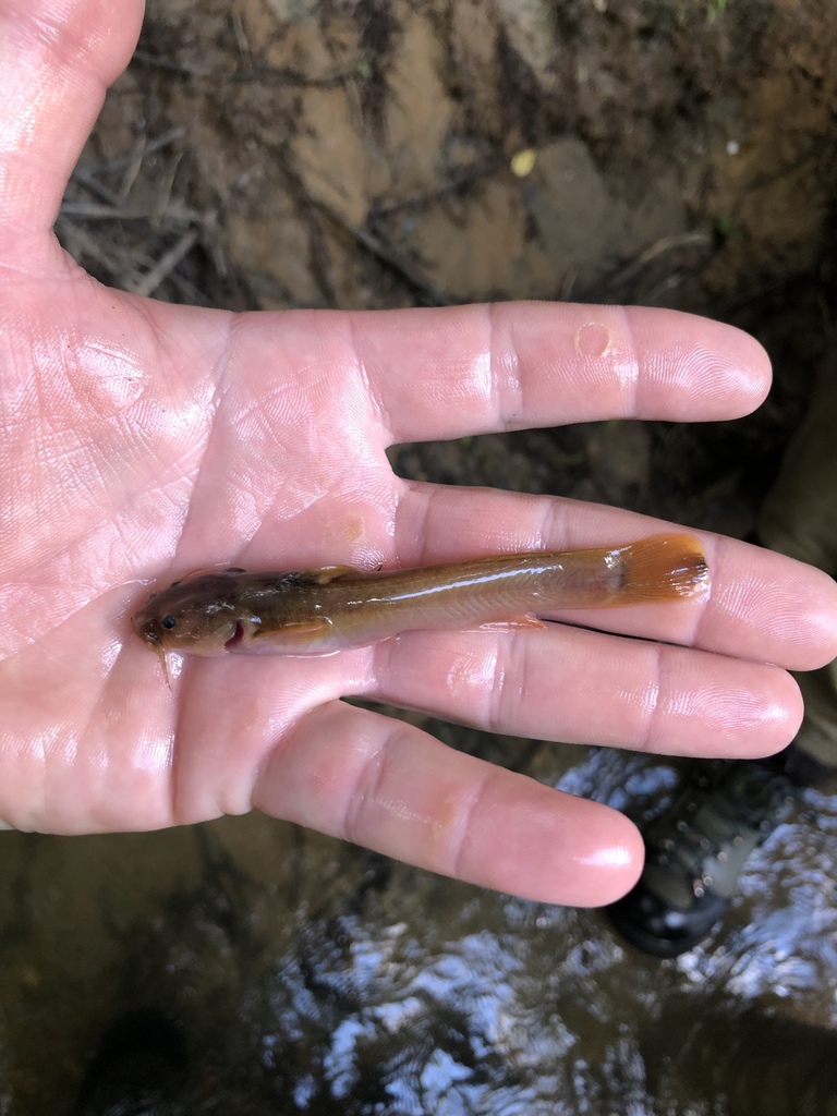 Orangefin Madtom (Noturus gilberti) - Marine Life Identification