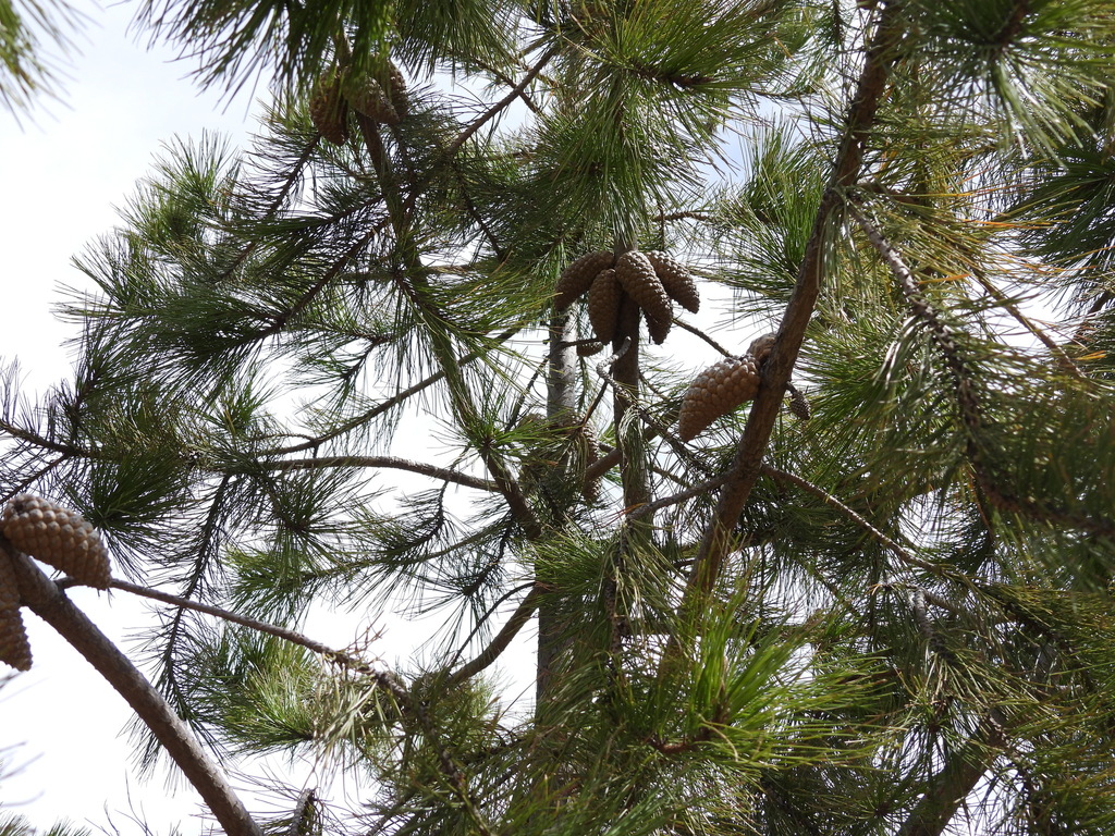 Pinus greggii greggii in March 2025 by Carlos Arturo · iNaturalist