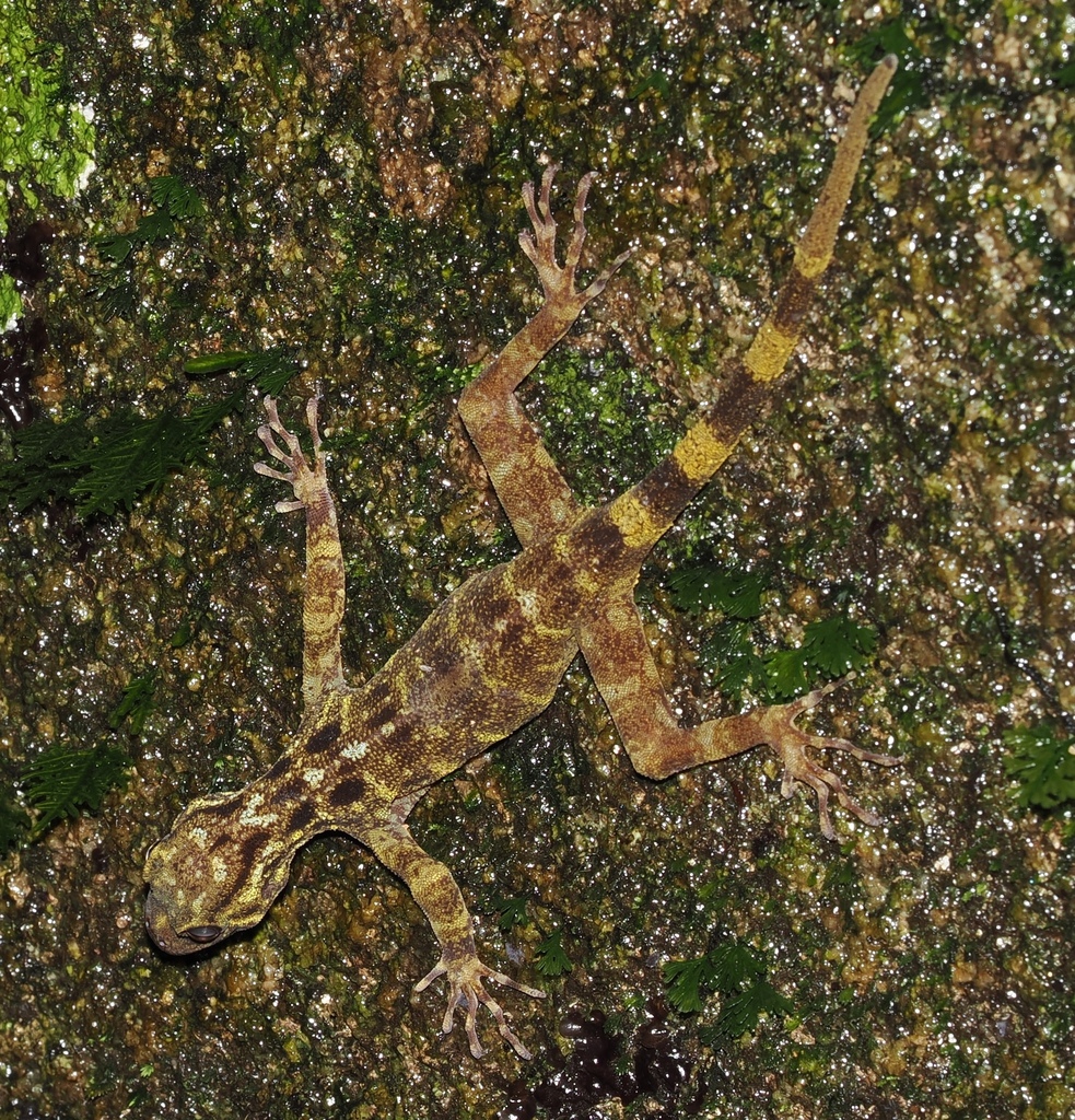 Black-spotted Round-eyed Gecko from Gunung Gading, 94500 Lundu, Sarawak ...