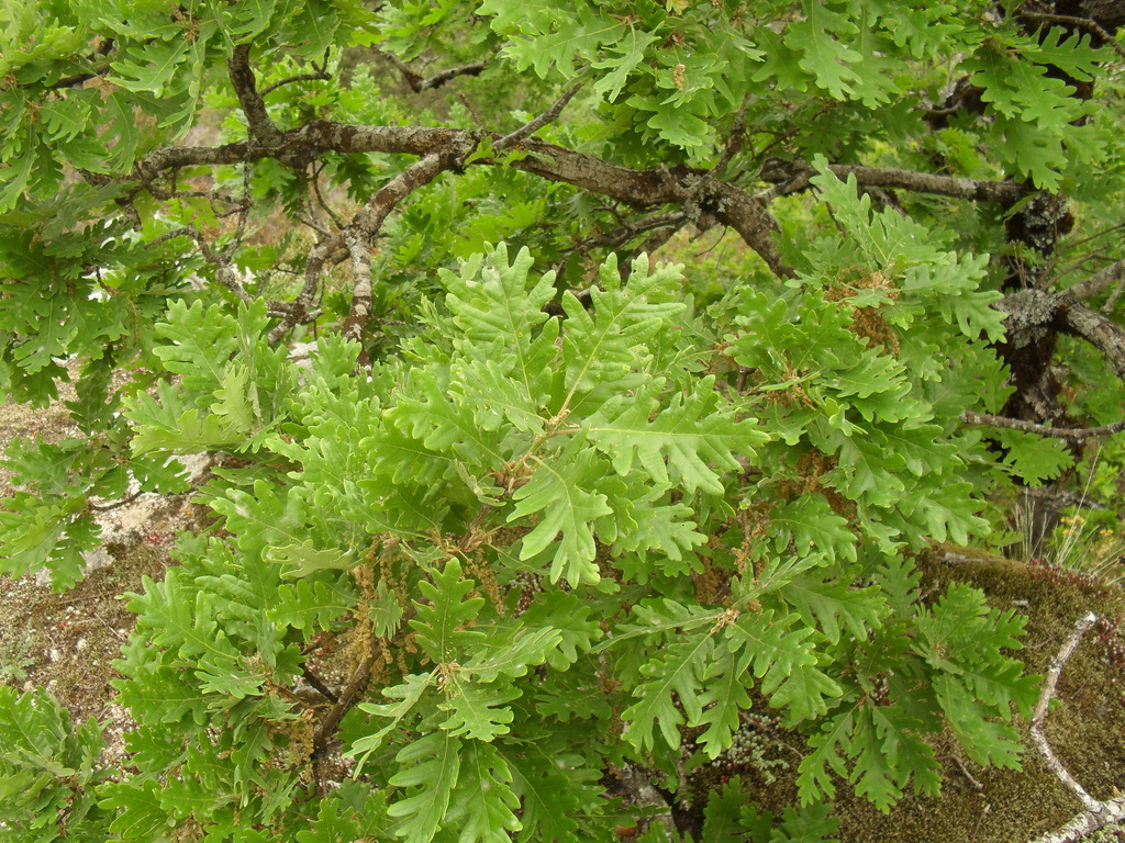 Pyrenean Oak (Quercus pyrenaica) - Botanical Realm