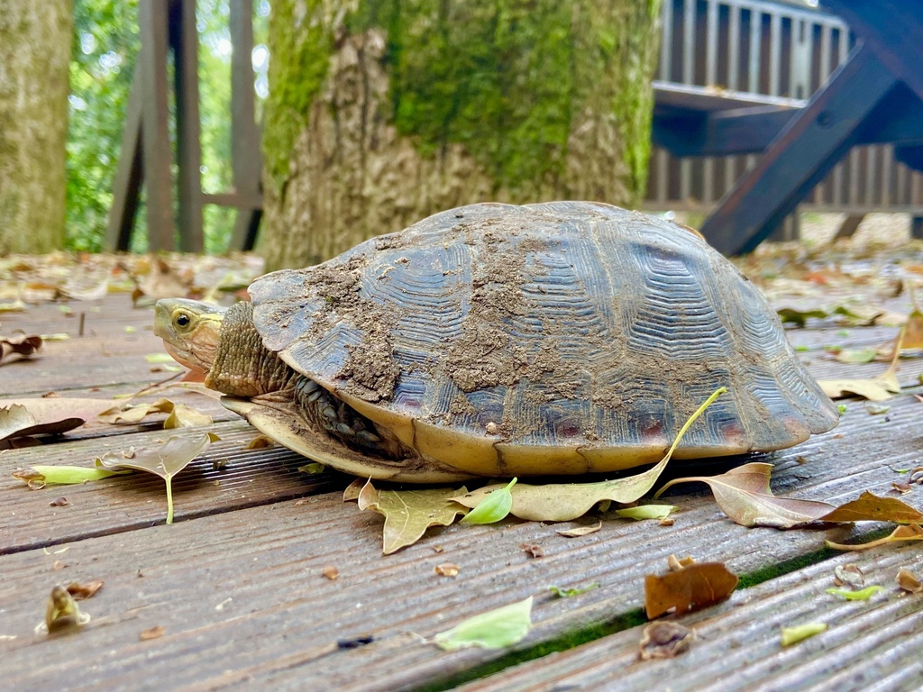 Chinese Box Turtle in April 2025 by chengss · iNaturalist