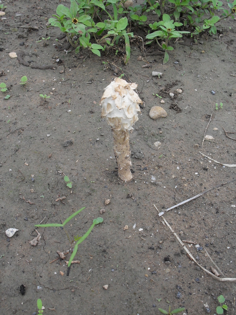 Phellorinia herculeana (Fungi of southern Africa) · iNaturalist
