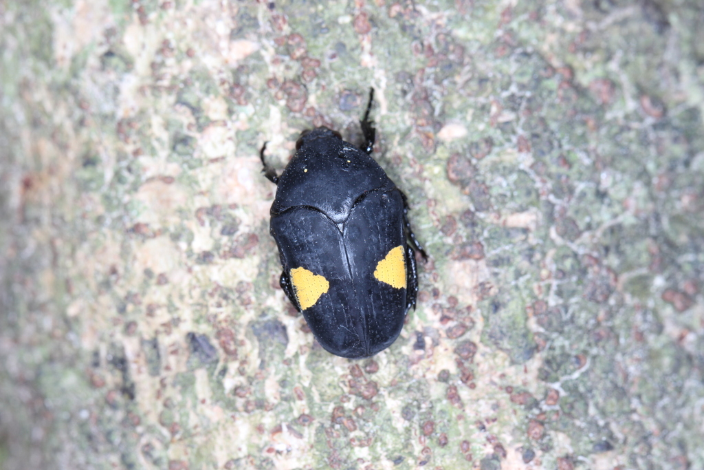 Clinteria atra from Sepilok, 90000 Sandakan, Sabah, 马来西亚 on May 6, 2016 ...