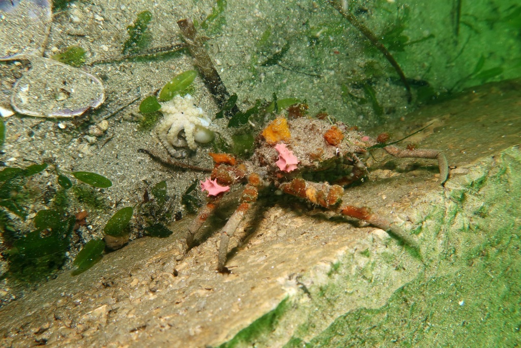Schizophrys rufescens from Edithburgh Jetty on April 5, 2025 at 11:14 ...