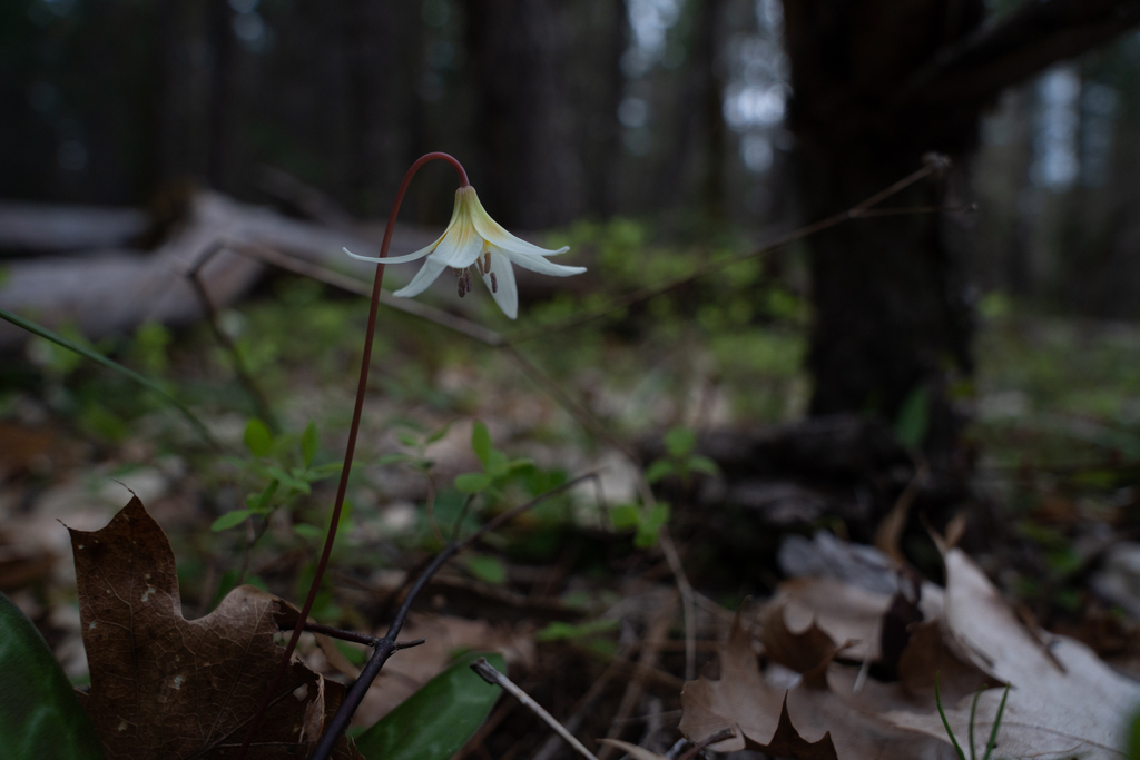 Howell's fawn lily in April 2025 by Clara Oliverson. Same location and ...