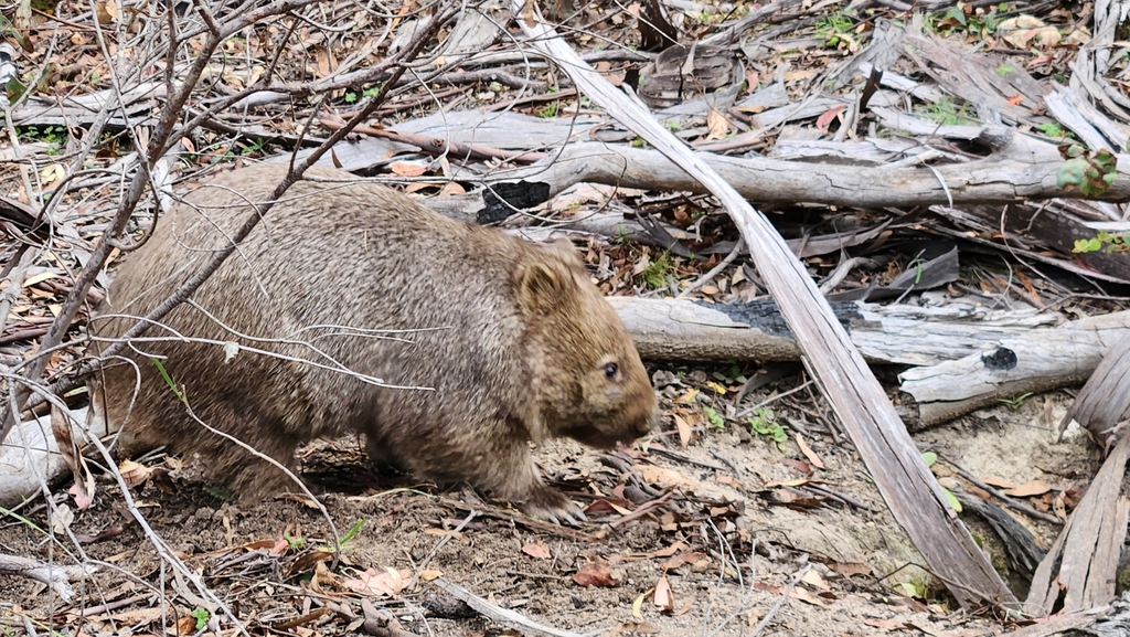 Bare-nosed Wombat from Badja NSW 2630, Australia on April 11, 2025 at ...