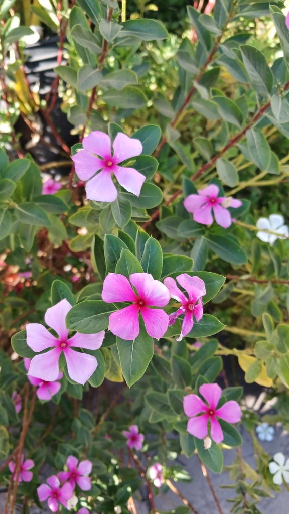 Madagascar Periwinkle from Centro, Tepic, Nay., México on April 10 ...