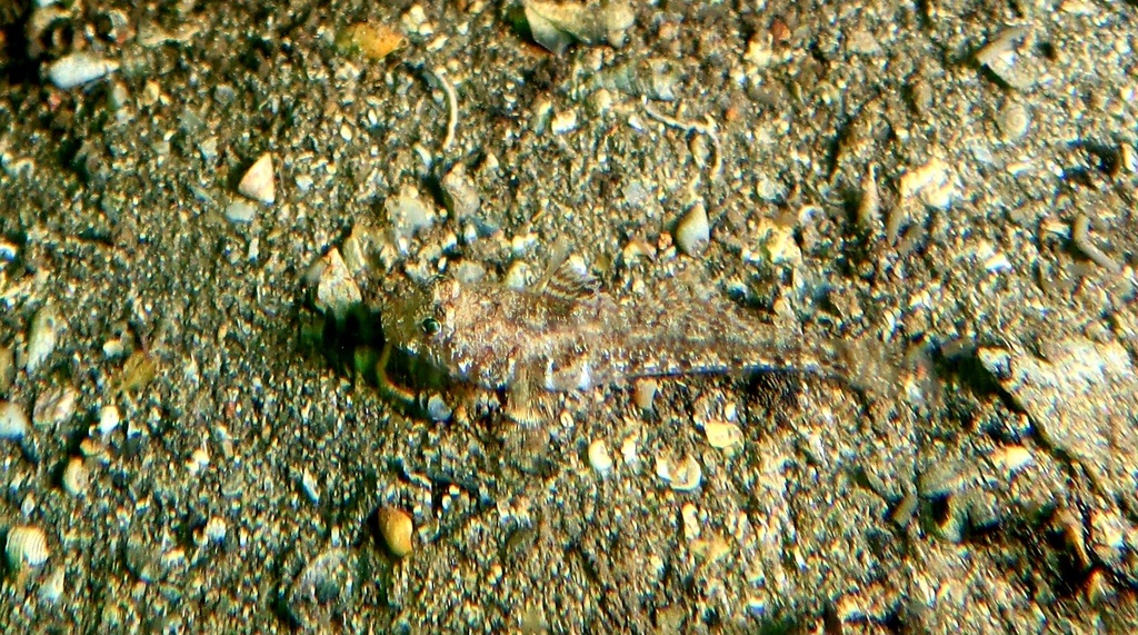 Sailfin Goby from Edithburgh Jetty on April 5, 2025 at 11:36 AM by ...