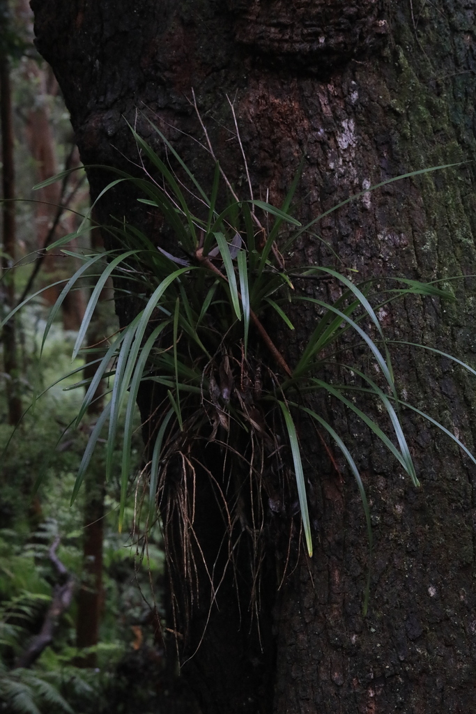 Snake Orchid from Central Coast NSW, Australia on March 31, 2025 at 09: ...