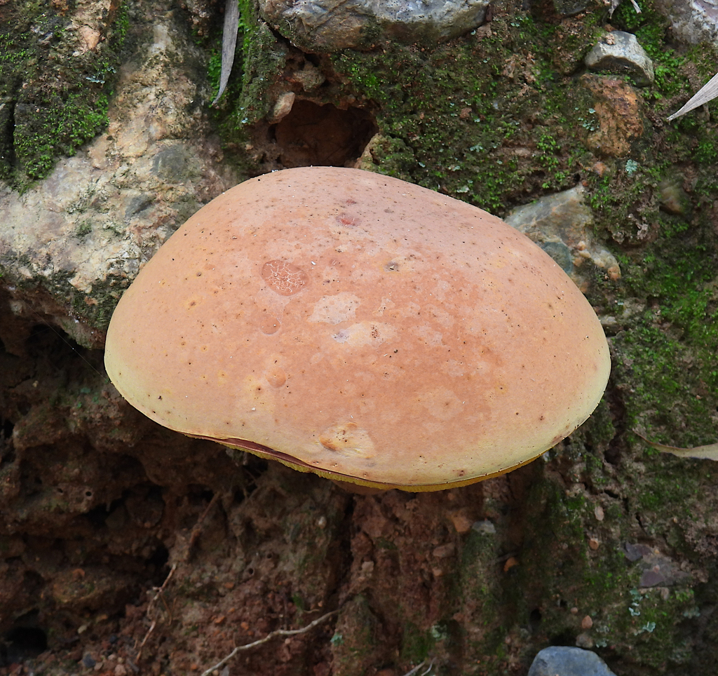Heimioporus from Dundas QLD 4306, Australia on April 11, 2025 at 10:33 ...