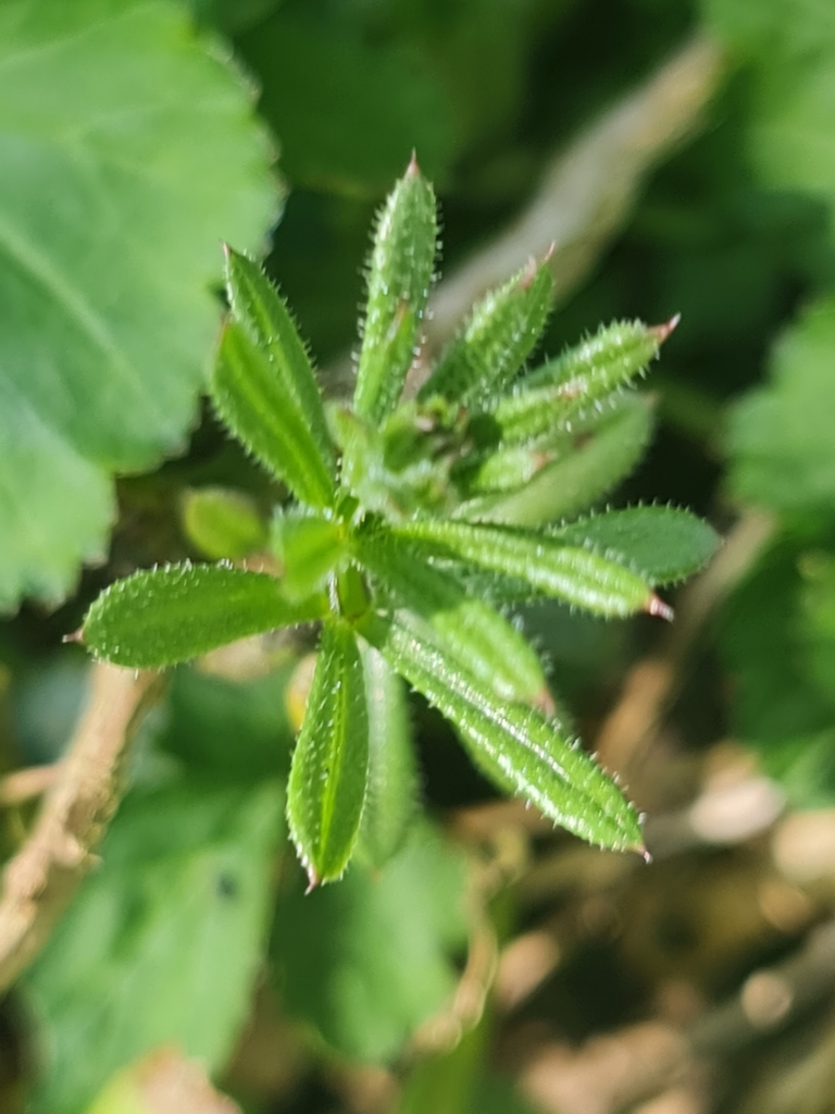 catchweed bedstraw from 85 Ravensdale Cottages, Buxton SK17 8SX, UK on ...