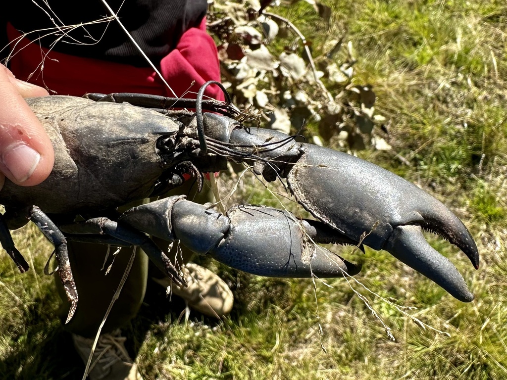 Common Yabby from Thalgarrah, NSW, AU on April 11, 2025 at 01:13 PM by ...