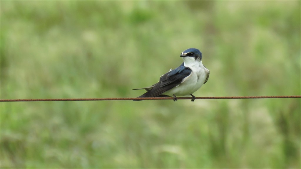 White-rumped Swallow from Departamento de Florida, Uruguay on October ...