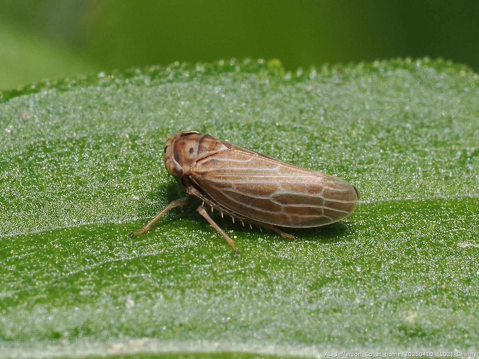 Agallia quadripunctata | Insect Vectors of Plant Disease