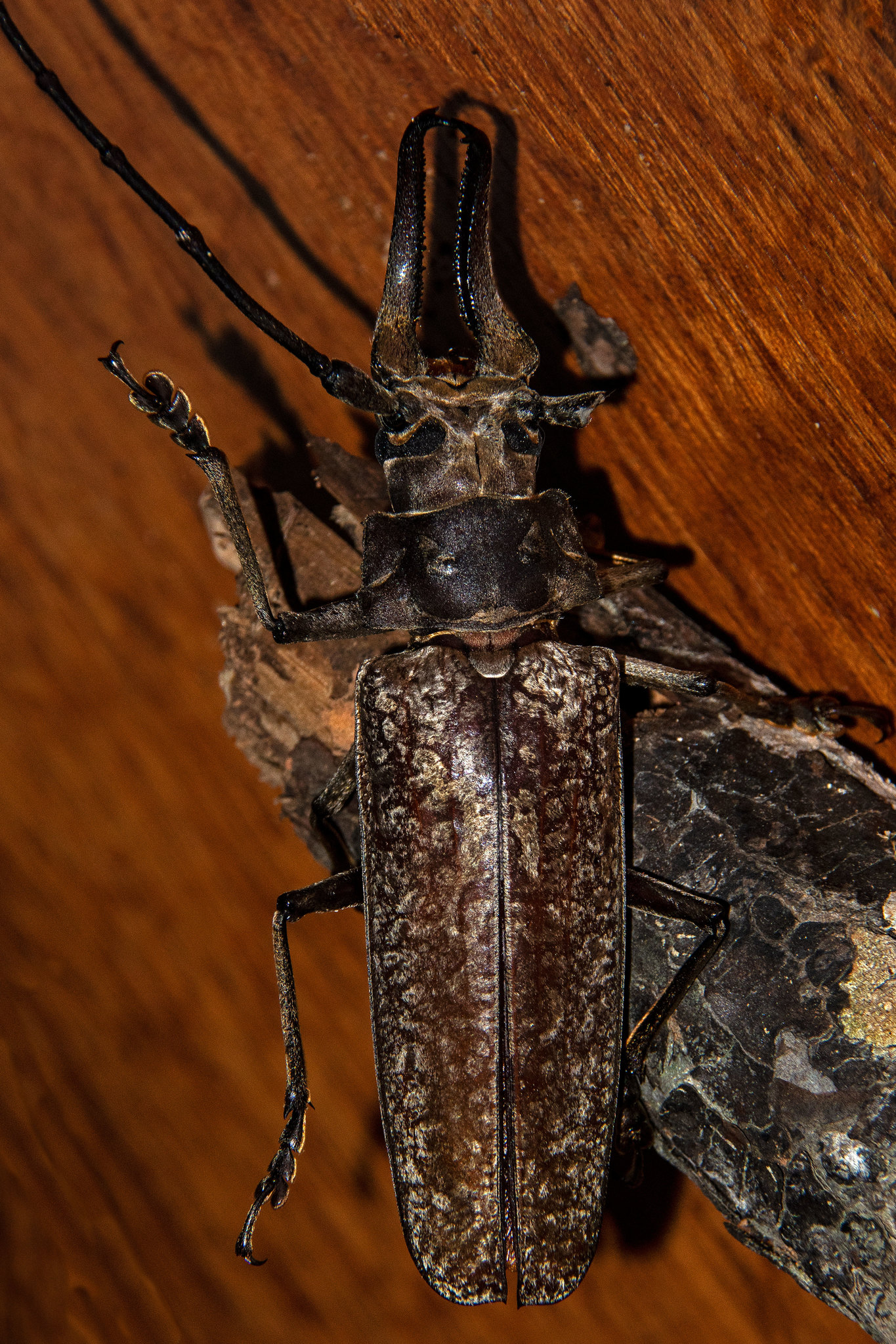 Callipogon sericeus (Olivier, 1795)