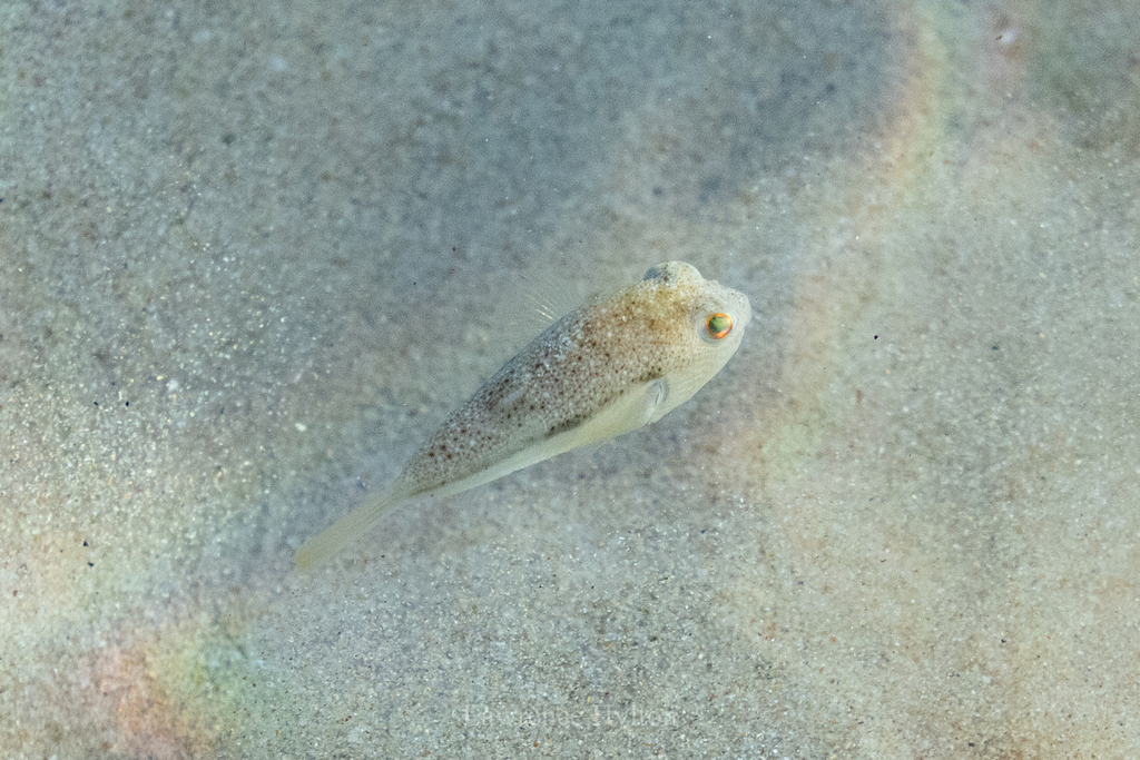Scalytail Toadfish from Manly Beach, New South Wales, Australia on ...