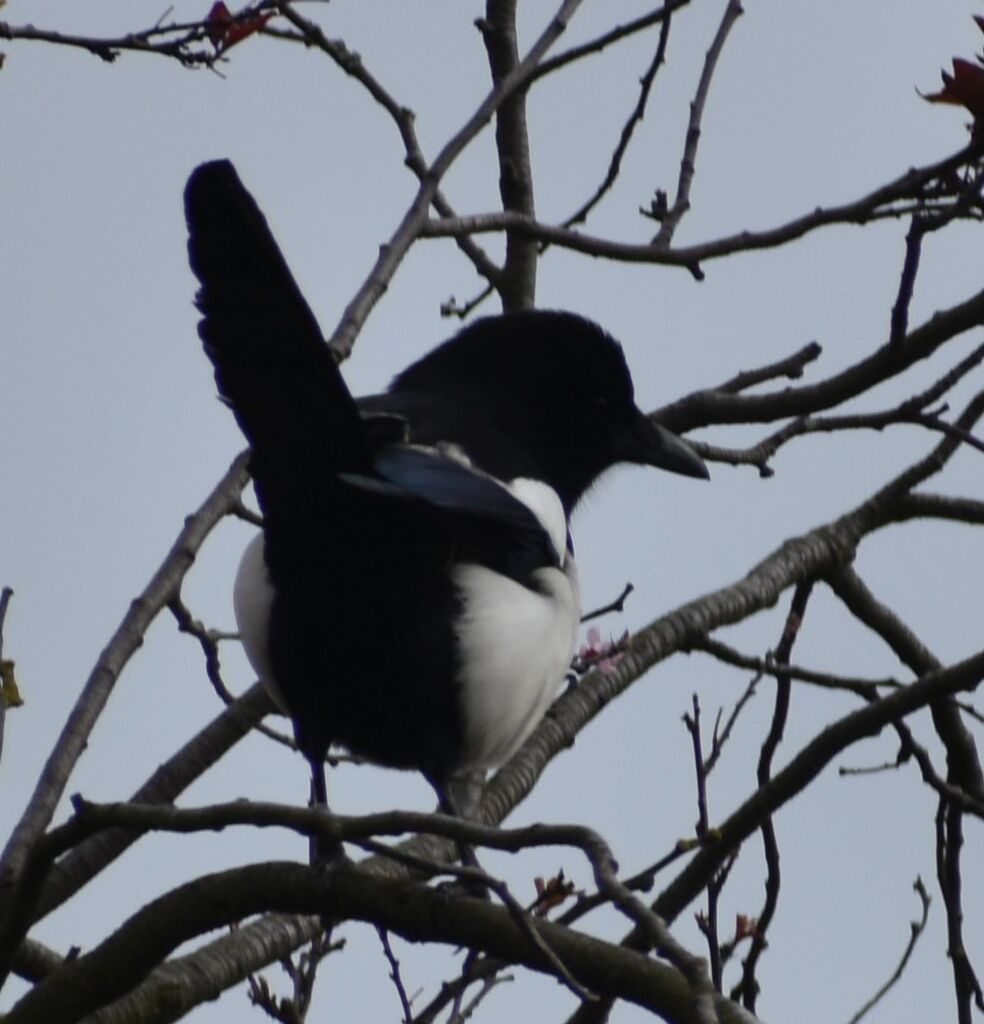 Eurasian Magpie from Chelsea, London, UK on March 21, 2025 at 12:57 PM ...
