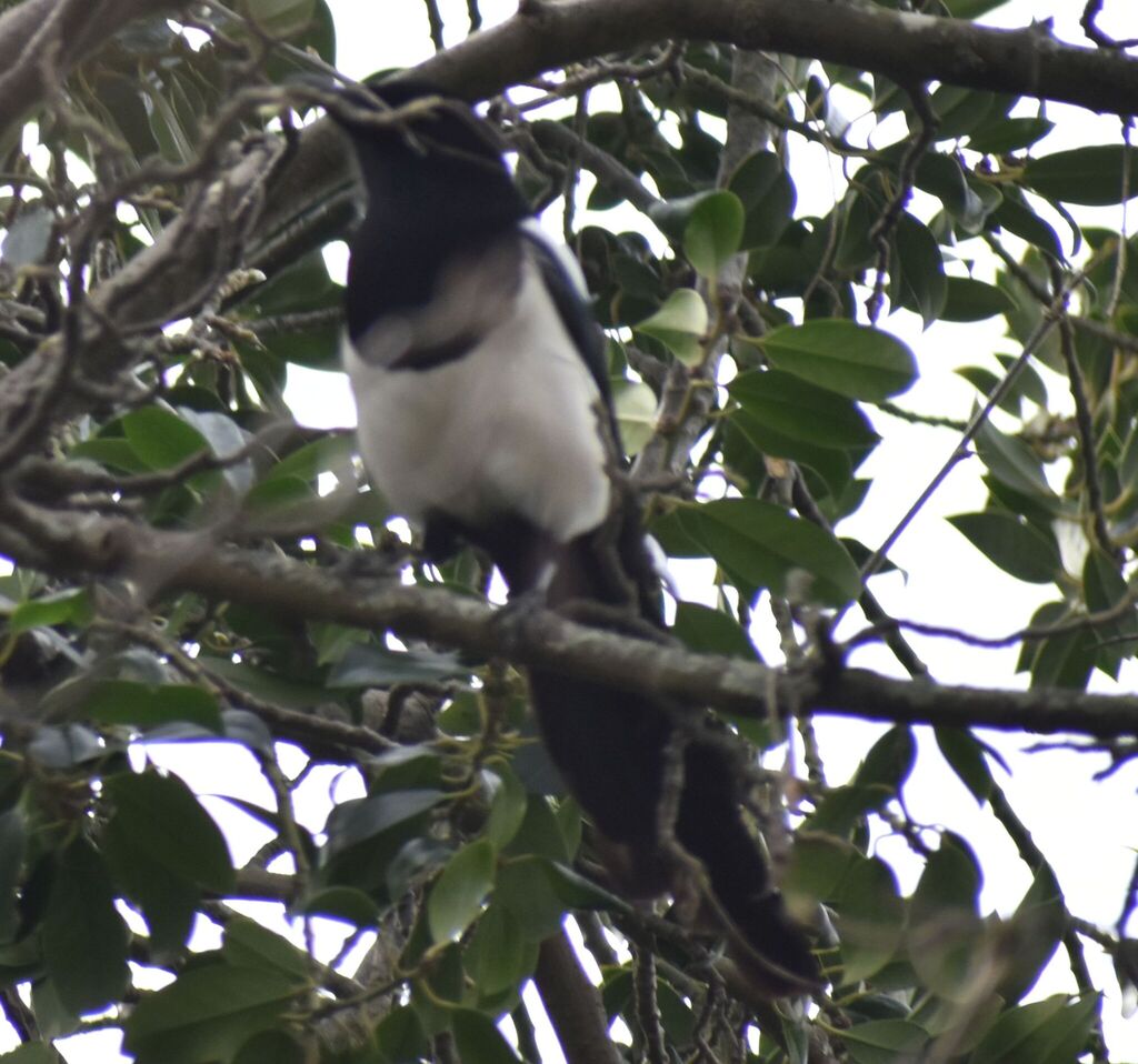Eurasian Magpie from Chelsea, London, UK on March 21, 2025 at 12:59 PM ...