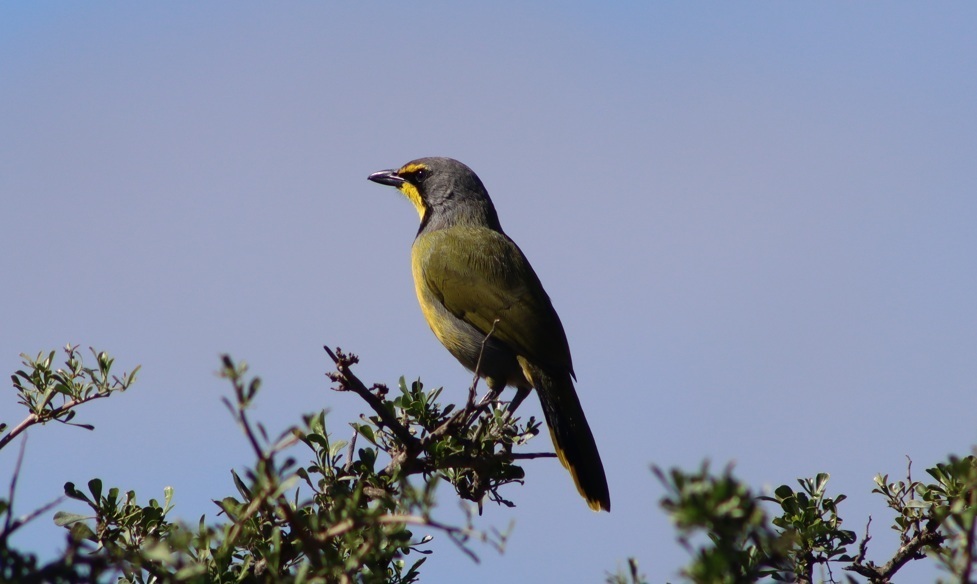 Bokmakierie from Sarah Baartman District Municipality, South Africa on ...