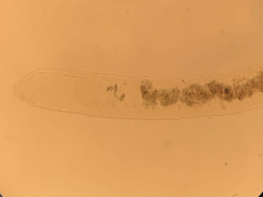 Nais variabilis from Zolfo Springs, FL, US on February 18, 2025 at 12: ...