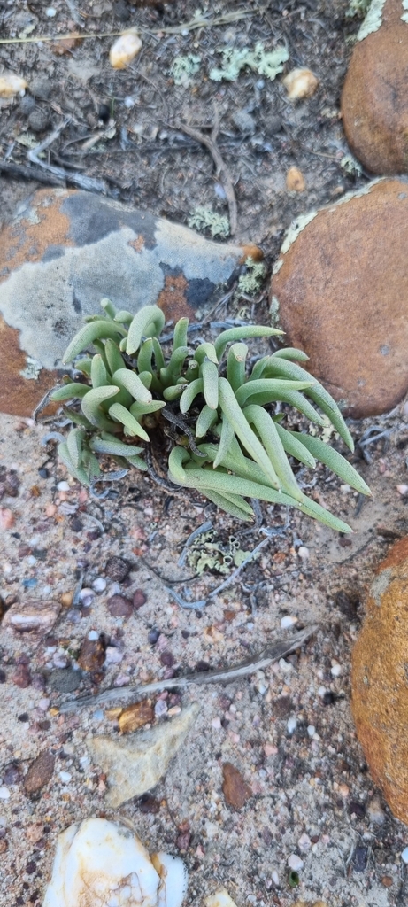 Fine Starfig from Witzenberg Local Municipality, South Africa on April ...