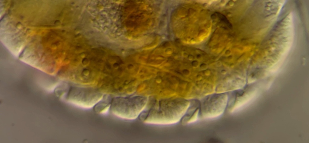 Polykrikos herdmaniae from Springs, NY 11937, USA on April 09, 2025 at ...
