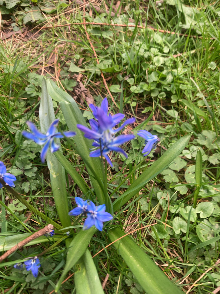 Siberian squill from Bedale on April 11, 2025 at 12:18 PM by ...