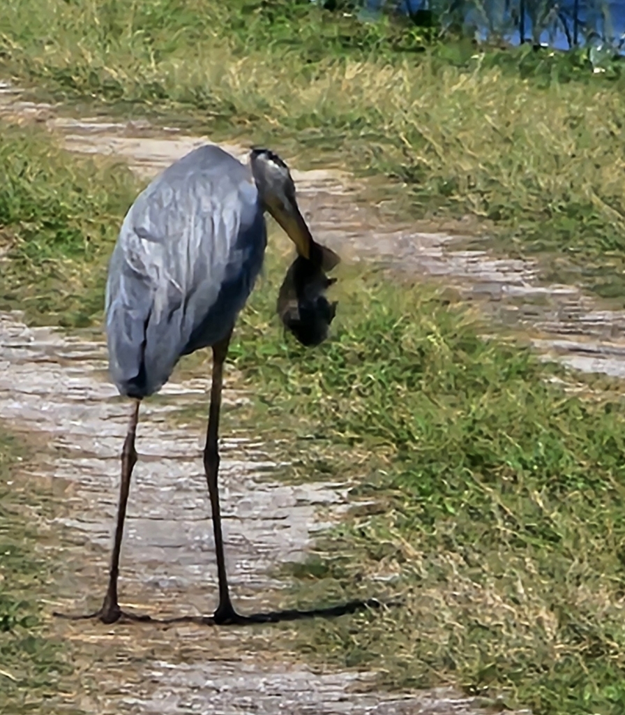 Old World Rats from Orlando Wetlands, Orange County, FL 32709, USA on ...