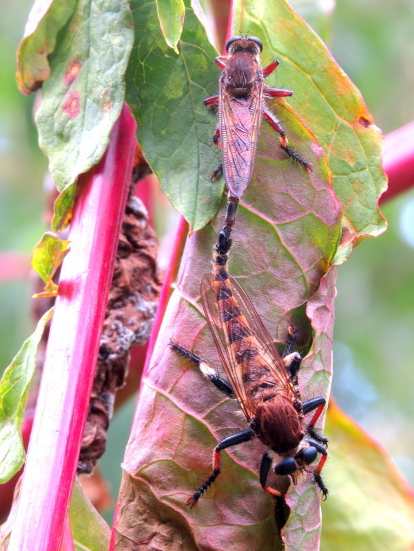 Giant Robber Flies from Putnam County, TN, USA on August 15, 2013 at 11 ...