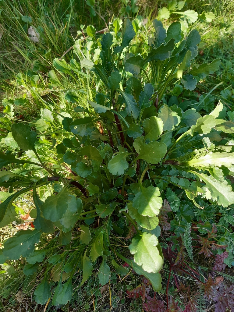 oxeye daisy in April 2025 by crburger · iNaturalist
