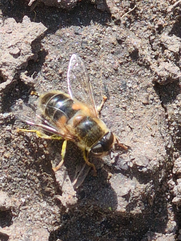 Tapered Drone Fly from Dunnington, York YO19 5PE, UK on April 11, 2025 ...