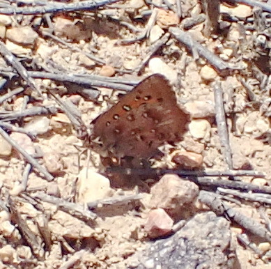 dull copper from Doringrivier, Garden Route District Municipality ...