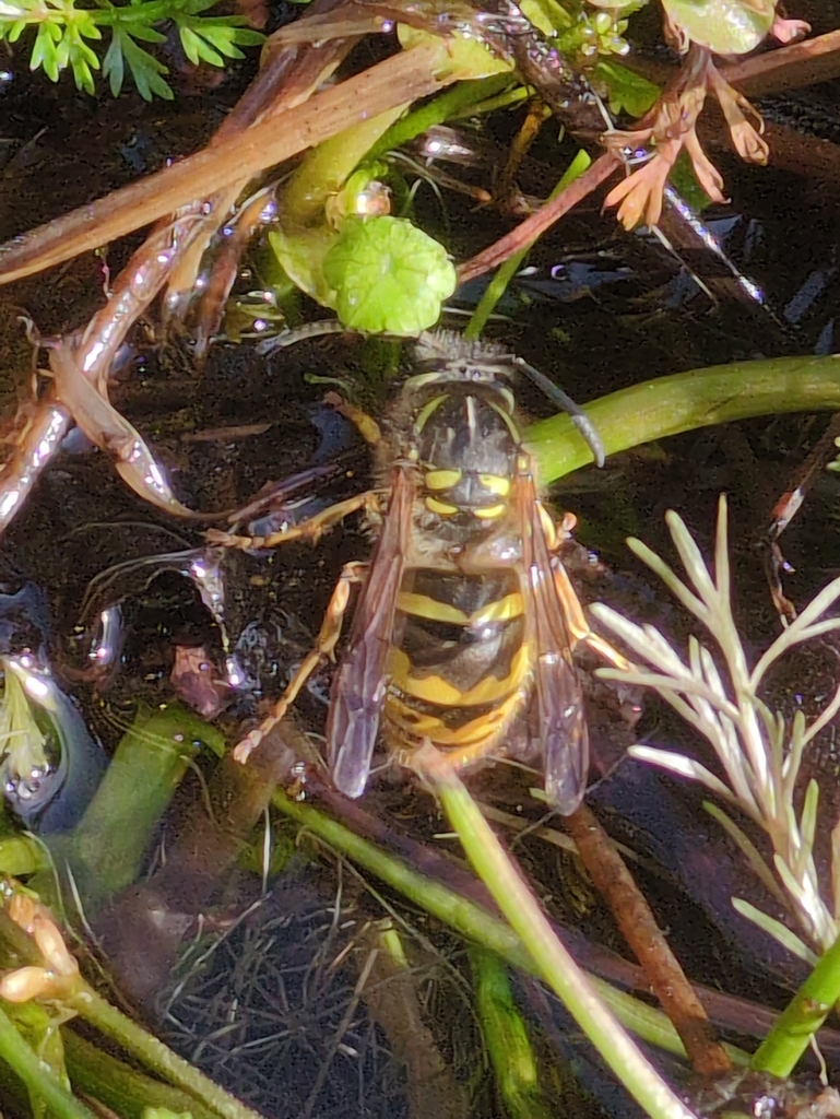Common European Yellowjacket from Dunnington, York YO19, UK on April 11 ...