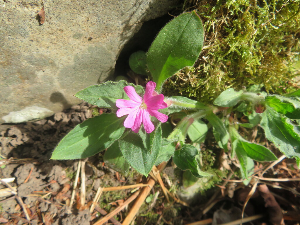 red campion from Garrigill, Cumbria, UK on April 11, 2025 at 01:13 PM ...