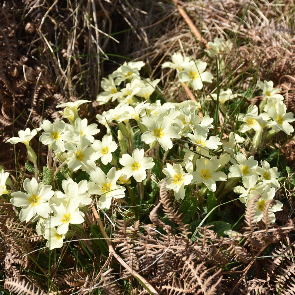 Primrose from Dunbeath KW6 6EY, UK on April 06, 2025 at 12:54 PM by ...