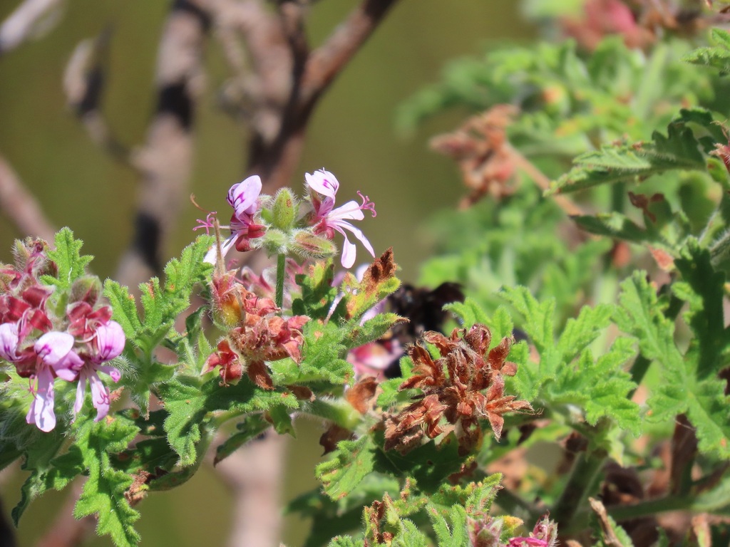 rose-scented geranium from Cape Winelands, South Africa on March 15 ...