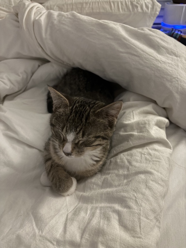 Misha (Georgia Tech Cats) · iNaturalist