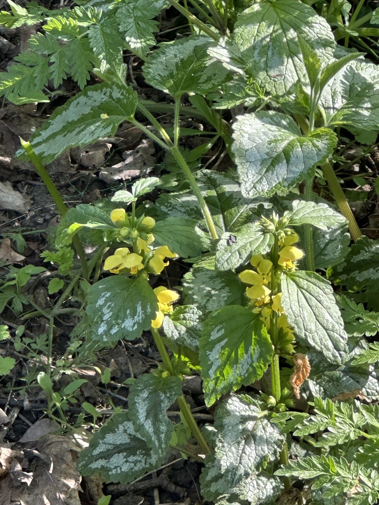 Variegated Yellow Archangel from Shenfield Place, Brentwood, England ...