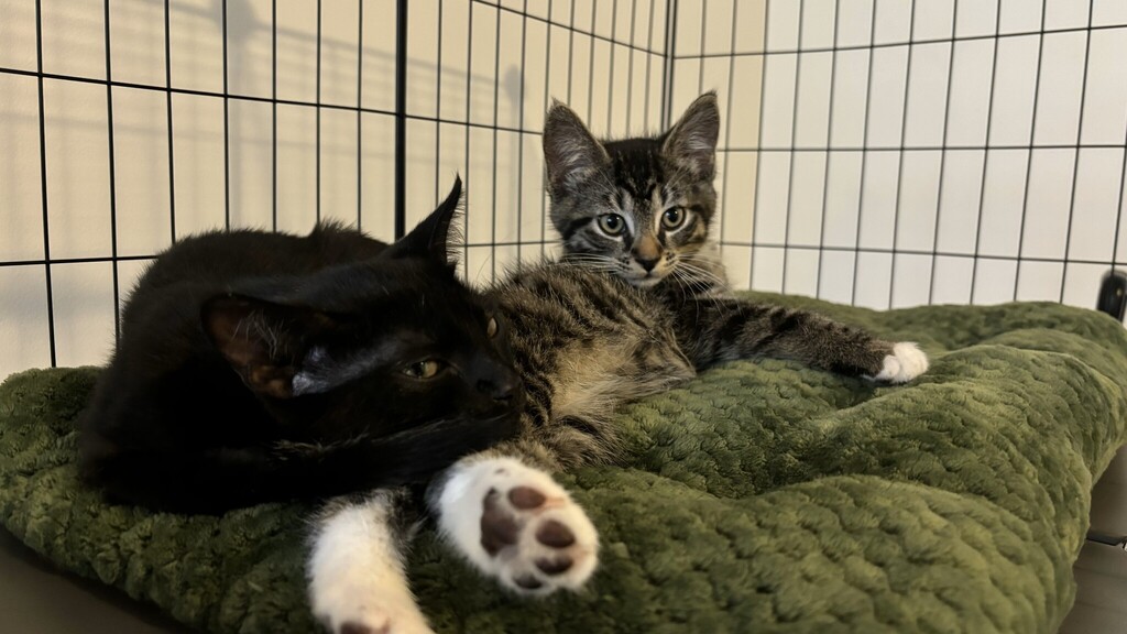 Megatron (Georgia Tech Cats) · iNaturalist