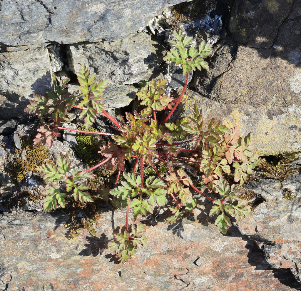 Herb Robert from Argyll and Bute Council, UK on April 7, 2025 at 09:32 ...