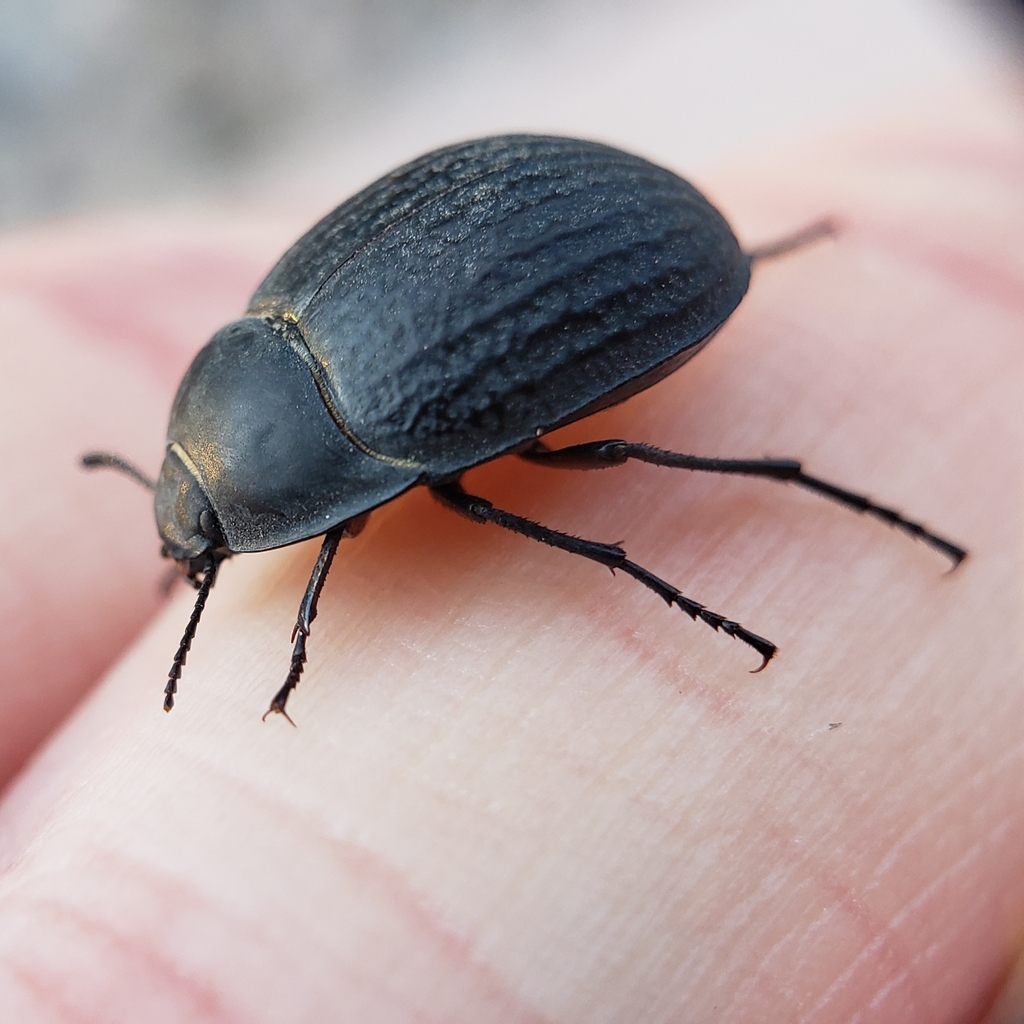 Sand Darkling Beetle from Las Cruces, NM 88007, USA on August 17, 2019 ...