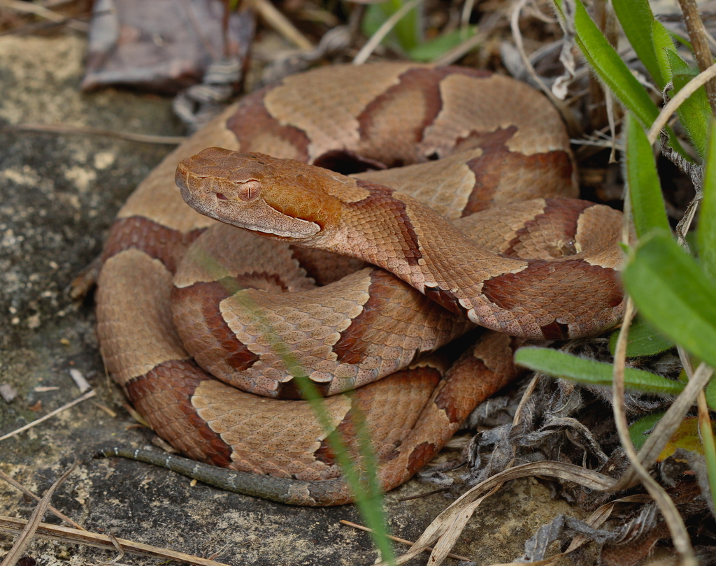 Eastern Copperhead (Reptiles of Appalachia) · iNaturalist