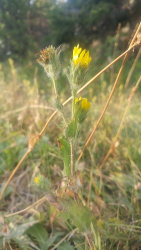 Variety Pyrrocoma hirta sonchifolia · iNaturalist