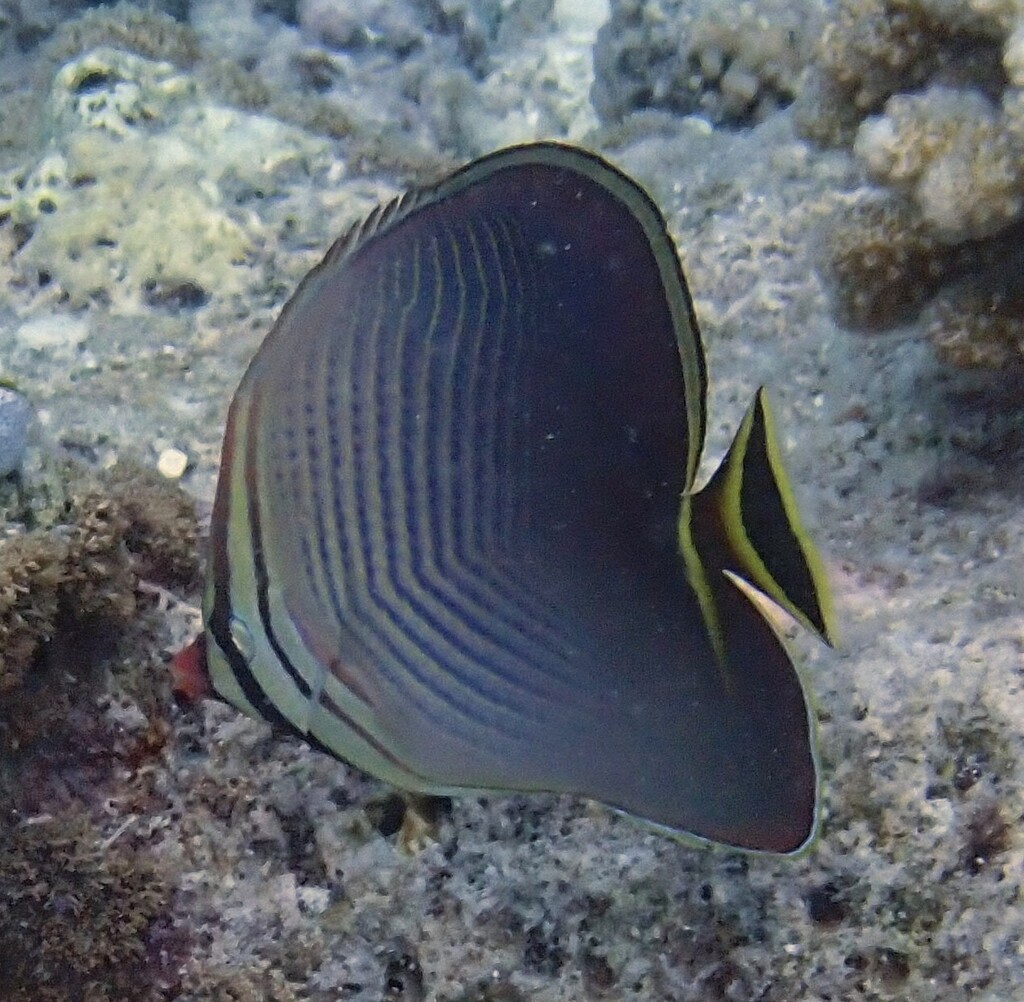 Triangular Butterflyfish (Chaetodon triangulum) - Marine Life ...